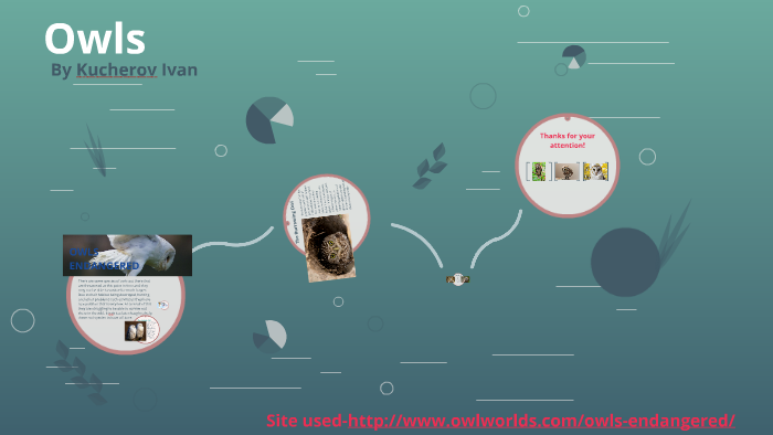 Owls by Иван Кучеров on Prezi