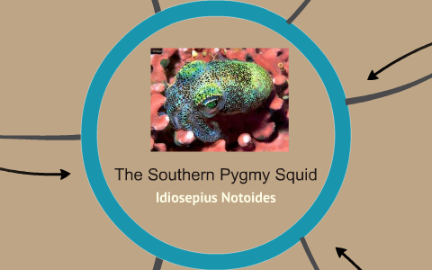 Southern Pygmy Squid by Justin Frey on Prezi