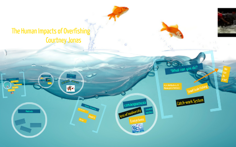 The Human Impacts of Overfishing by Courtney Jonas on Prezi