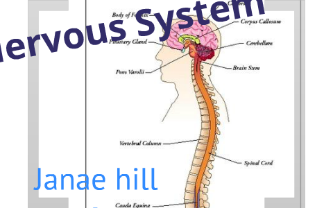 Nerous System by janae hill