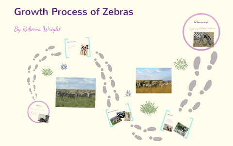 Growth Process of Zebras by Rebecca Wright on Prezi