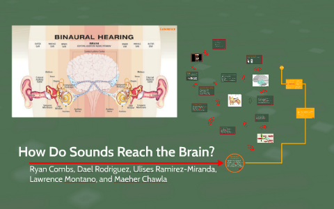 How do sounds reach the brain? by Maeher Chawla on Prezi