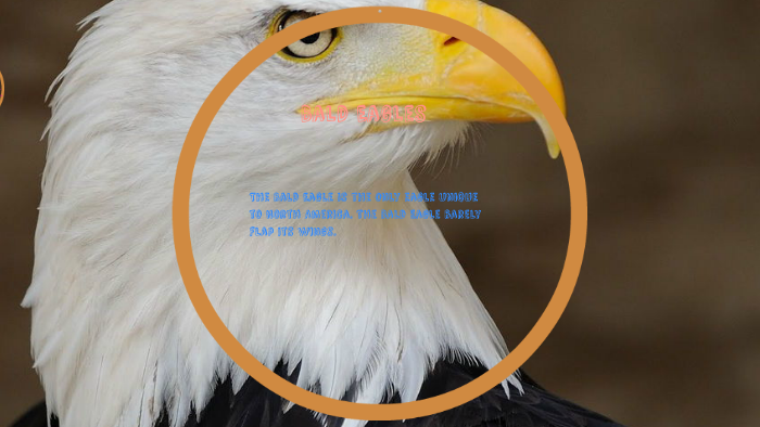 Bald Eagles Project by Ava Bales on Prezi