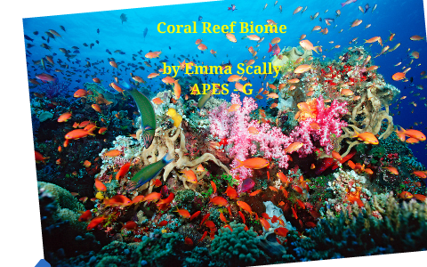 Coral Reef Biome by on Prezi