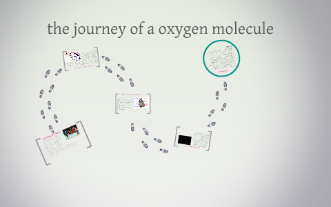 the journey of a oxygen molecule by kevin Lionel Penney on Prezi
