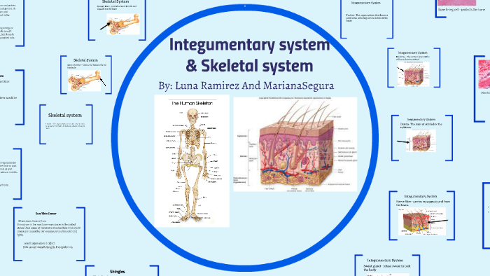 Integumentary system & Skeletal system by mariana segura on Prezi
