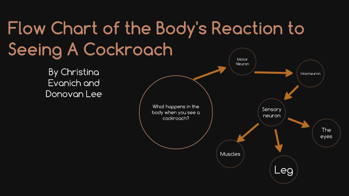 Neurons Flowchart