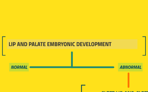 LIP AND PALATE EMBRYONIC DEVELOPMENT by Mario Mensana on Prezi