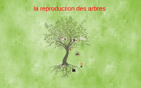 la reproduction des arbres by Mathias Bourbonnais on Prezi