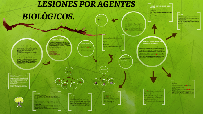 Lesiones Por Agentes Biológicos By On Prezi