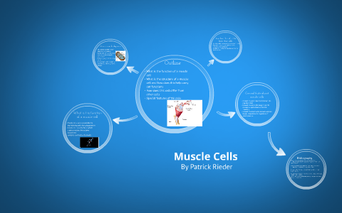 muscle Cells by Patrick Rieder on Prezi
