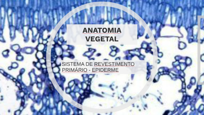 ANATOMIA VEGETAL by Carol Vilalba on Prezi