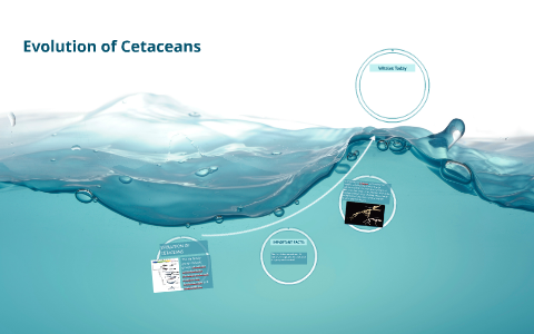Evolution of Cetaceans by Jasmine Pena on Prezi