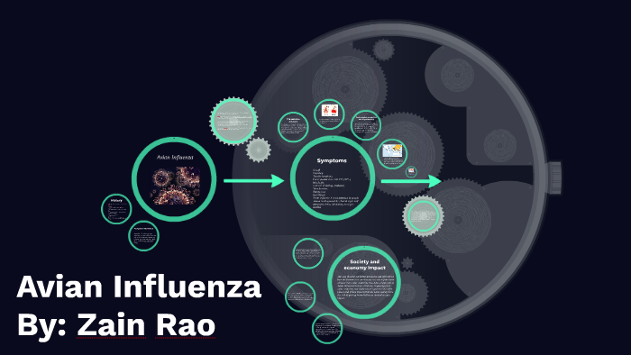 Avian Influenza by zain rao on Prezi