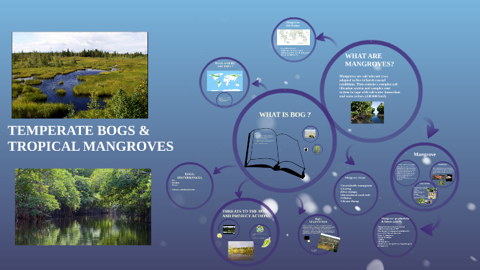 TEMPERATE BOGS & TROPICAL MANGROVES by Paula Pytlak on Prezi
