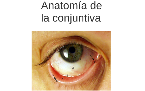 Anatomía de la conjuntiva by Hugo Adams on Prezi