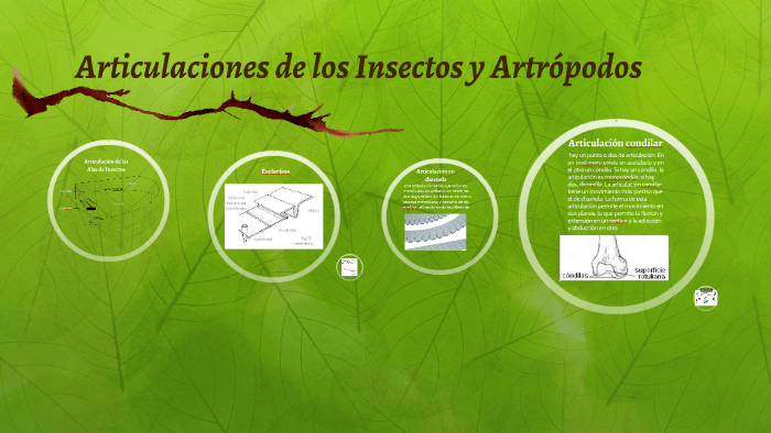 Articulaciones de los Insectos y Artropodos by Pablo Rivas on Prezi