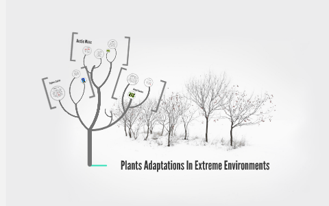 Plants Adaptations In Extreme Environments by Caitlin Flynn on Prezi