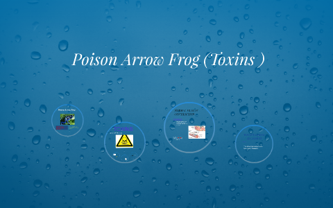 Poison Arrow Frog Toxin Presentation by Floreecia Smith on Prezi