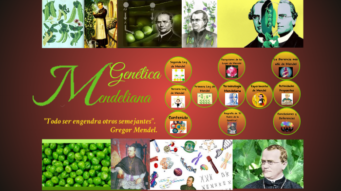 Genética Mendeliana by Emilia Sosa on Prezi