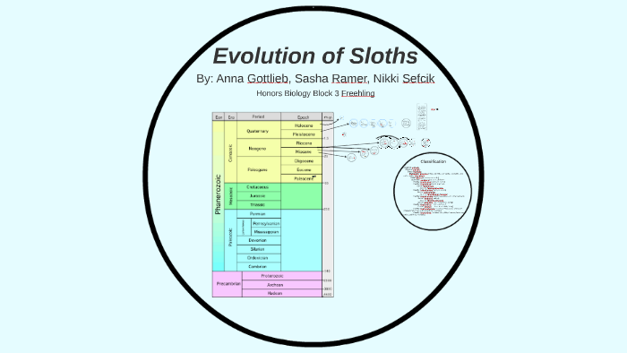 Evolution of Sloths by Anna Gottlieb on Prezi