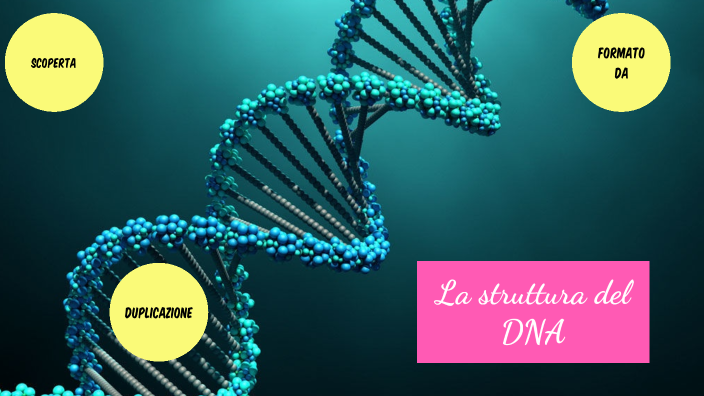 La struttura del DNA by Katerina Biscaglia on Prezi