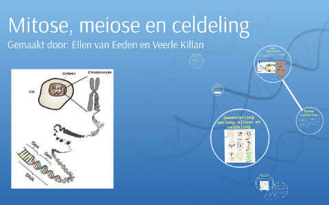 Mitose Celdeling En Meiose By Veerle Killan On Prezi