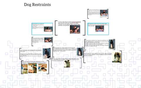 To keep a dog lying on its belly (sternal recumbency), drape by Alexis ...