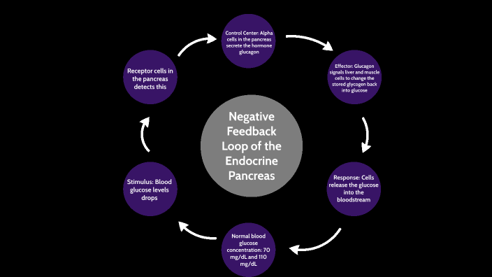 Negative Feedback Loop Of The Endocrine Pancreas By Lucia Huynh On Prezi