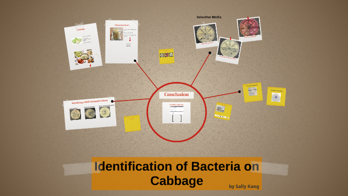 Identification of Bacteria on Cabbage by Sally Kang on Prezi