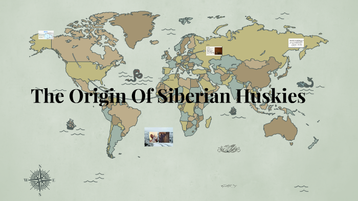 The Origin Of Siberian Huskies by Chris Capp on Prezi