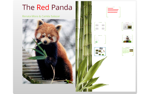The Red Panda endangered species project for Science by Renata Mora on ...
