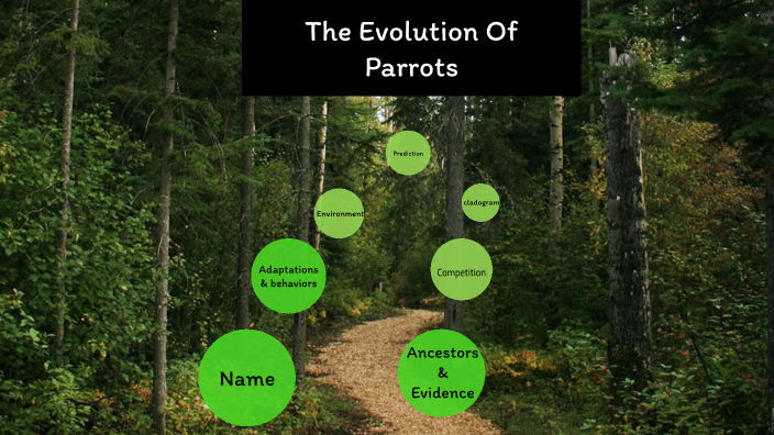 Parrots evolution by Amy Gonzalez on Prezi