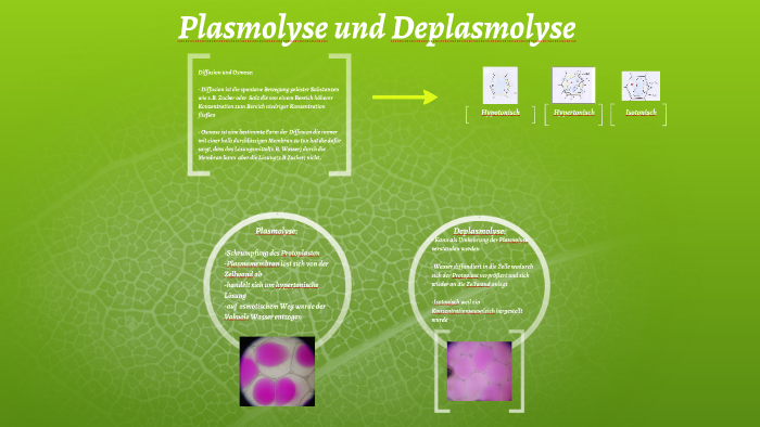 Plasmolyse & Deplasmolyse by adem tokuc on Prezi