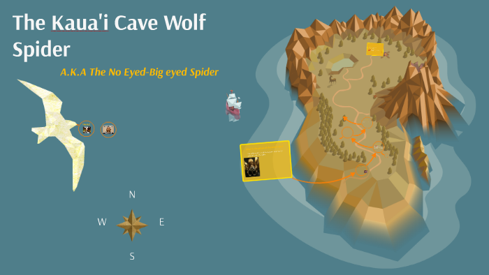 The Kaua'i Cave Wolf Spider by Matthew Carungay on Prezi