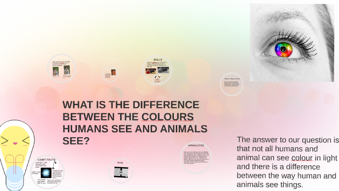 WHAT IS THE DIFFERENCE BETWEEN THE COLOURS HUMANS SEE AND A by isabella ...