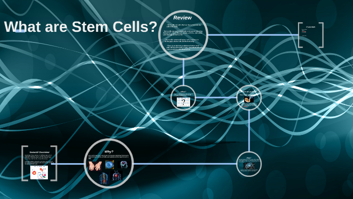 What are Stem Cells? by Zach Wash on Prezi