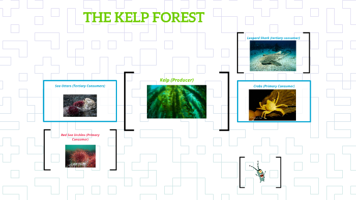 The Kelp Forest by Bryant Lee on Prezi