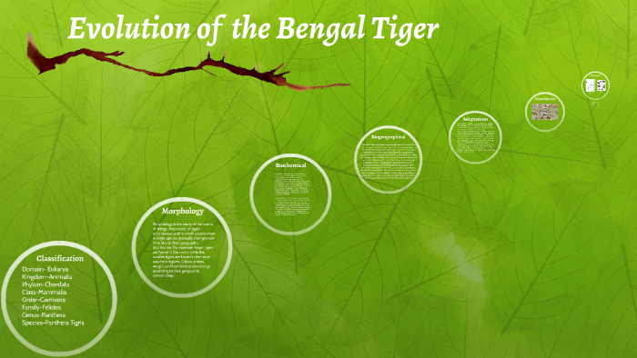 Evolution of a Tiger by Tiffany Perez on Prezi