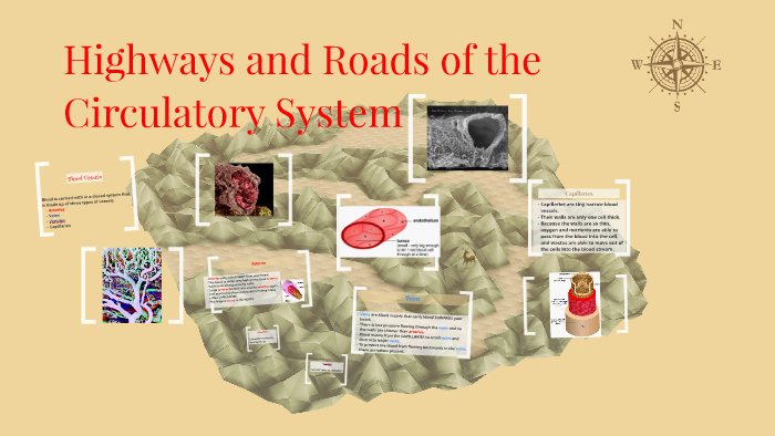 Highways and Roads of the Circulatory System by Dawn Matheson on Prezi