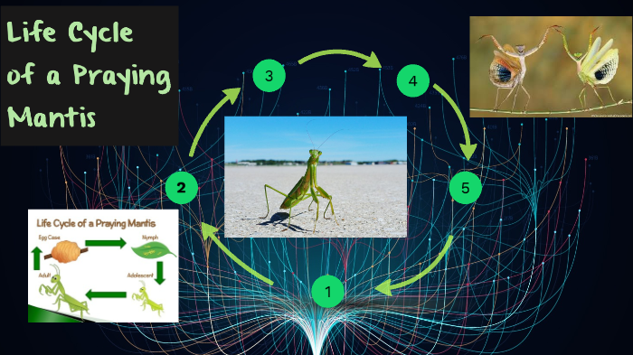 Rhys and Lucy Praying Mantis life cycle by Stephanie Harding on Prezi