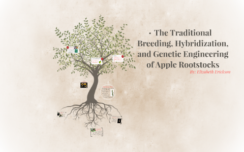The Traditional Breeding Hybridization And Genetic Engineering Of