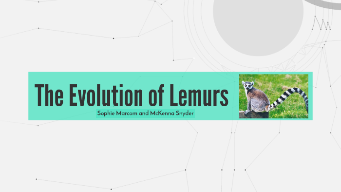 The Evolution of Lemurs by McKenna Snyder on Prezi