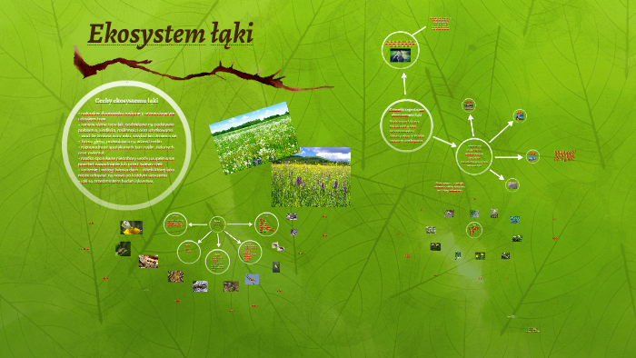 Ekosystem łąki by Kasia Konieczna on Prezi