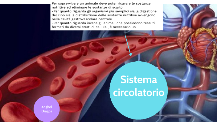 Il sangue e il sistema circolatorio by Dragos Anghel on Prezi