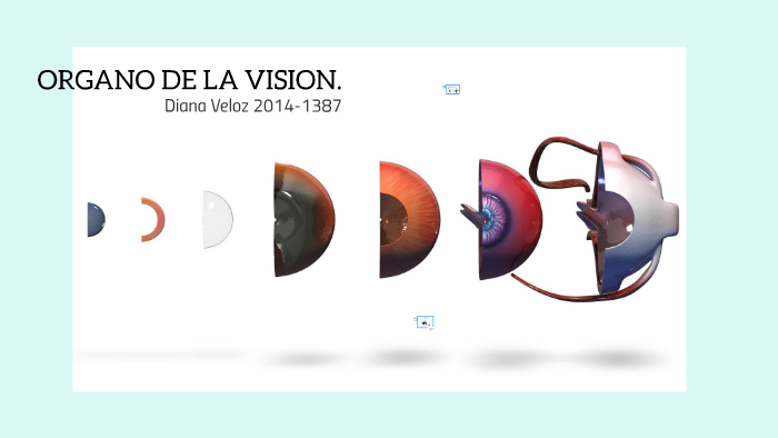 ORGANO DE LA VISION. by Diana Veloz on Prezi