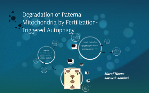 Degradation of Paternal Mitochondria by Fertilization-Trigge by Soroush ...