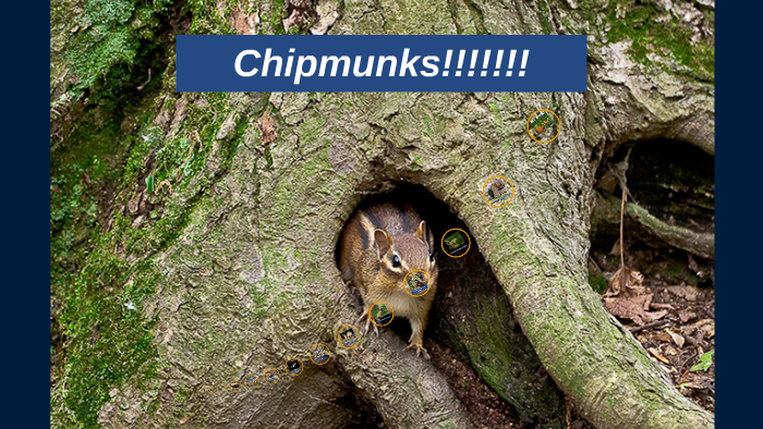 Chipmunks!!!!!!! by Josh Pollister on Prezi