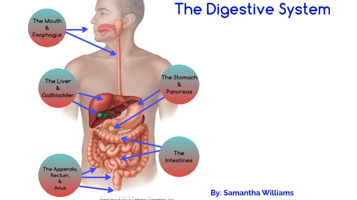 Digestive System Graphic Organizer