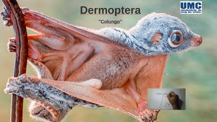 Dermoptera by Gustavo Souza on Prezi
